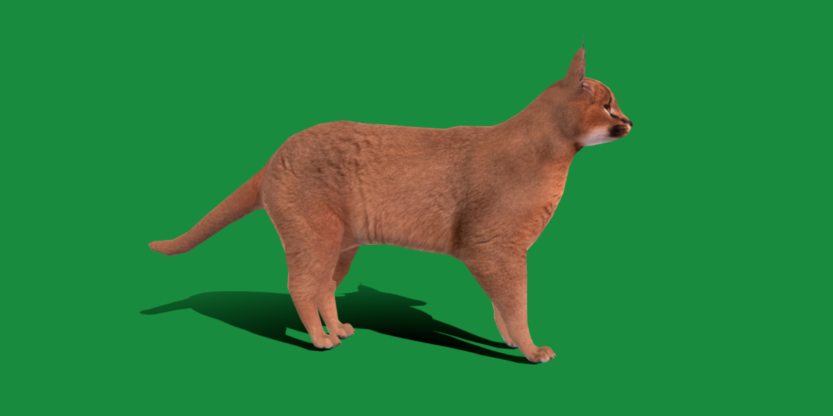 Caracal Wild Cat – Godot Assets Marketplace