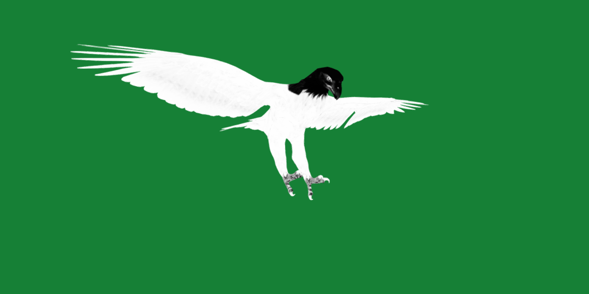 Bald Eagle Bird – Godot Assets Marketplace