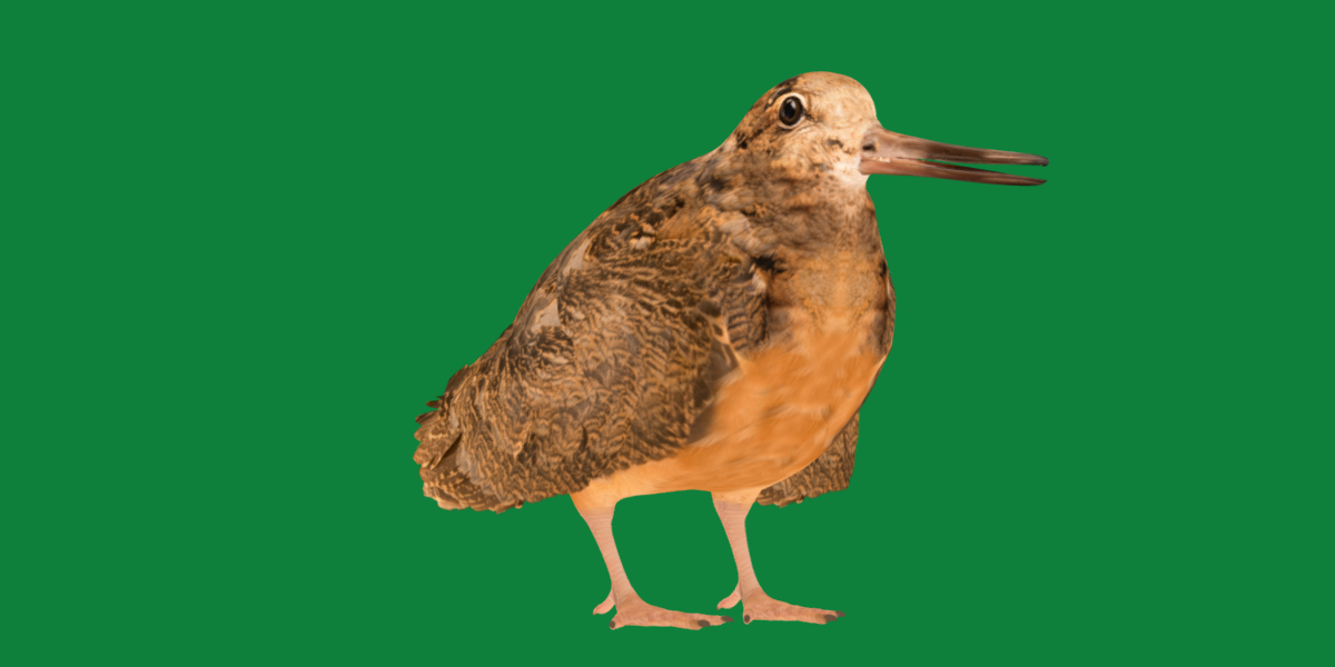 Woodcock Bird – Godot Assets Marketplace