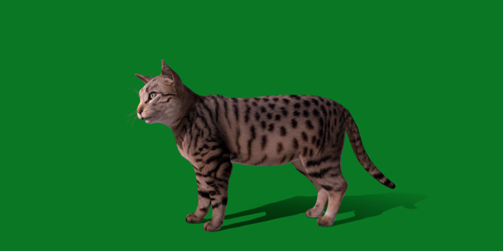 Silver Tabby Cat – Godot Assets Marketplace