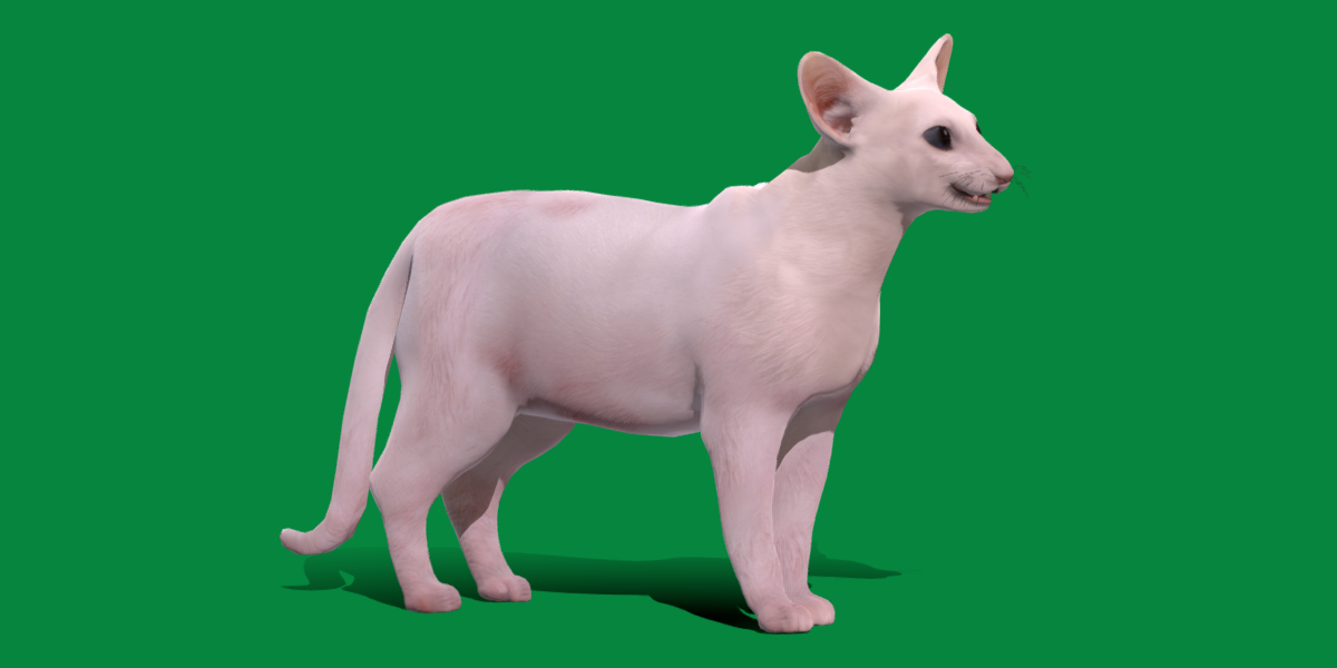 Oriental Longhair Cat – Godot Assets Marketplace