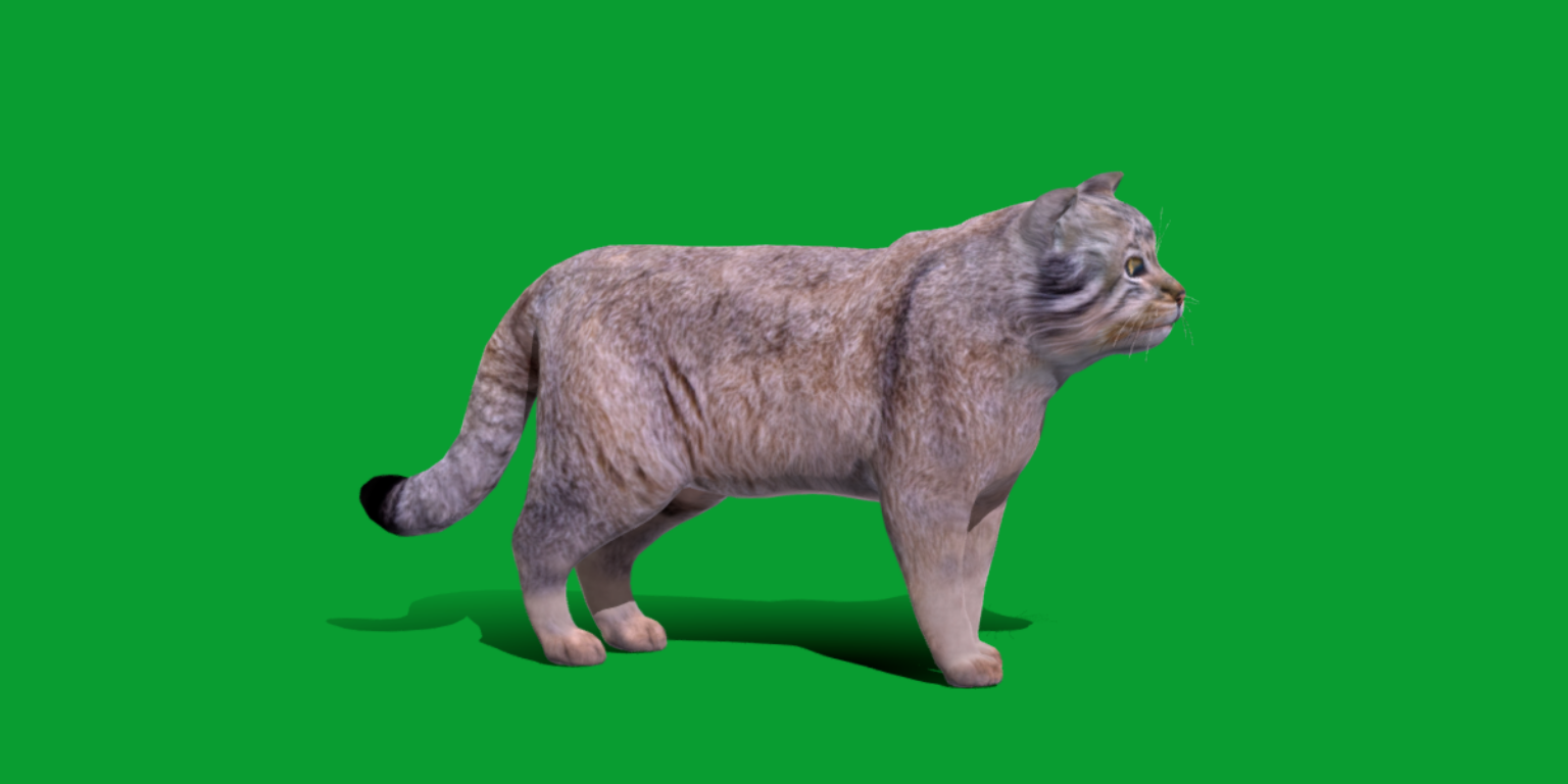 Manul Pallas Cat Breed – Godot Assets Marketplace